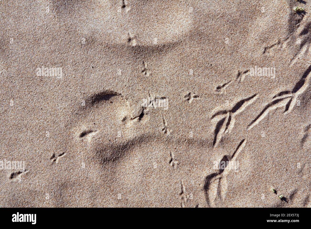 Bird footprint pattern hi-res stock photography and images - Alamy