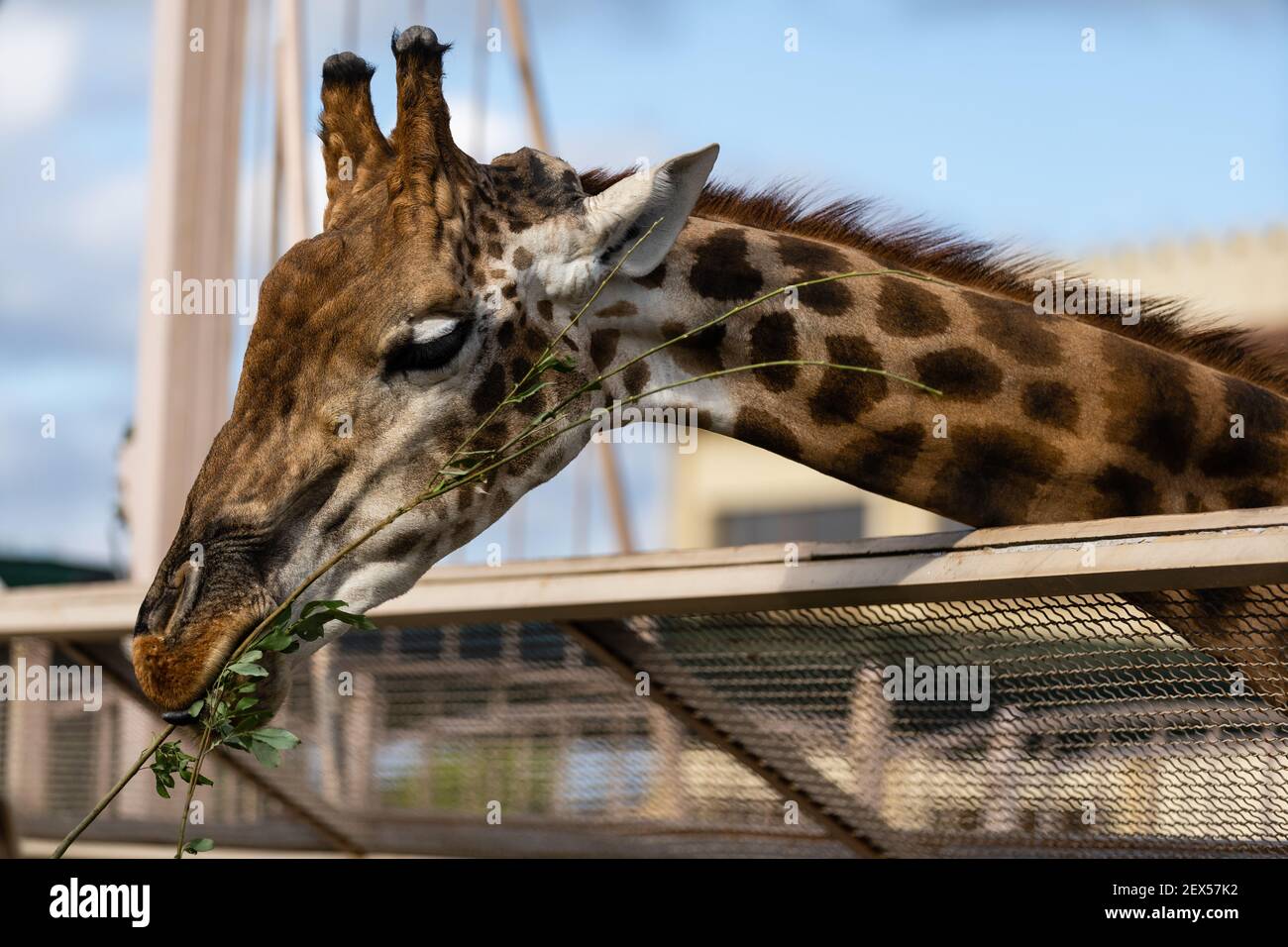 Zoo visitors feeding a giraffe from a raised platform Stock Photo - Alamy