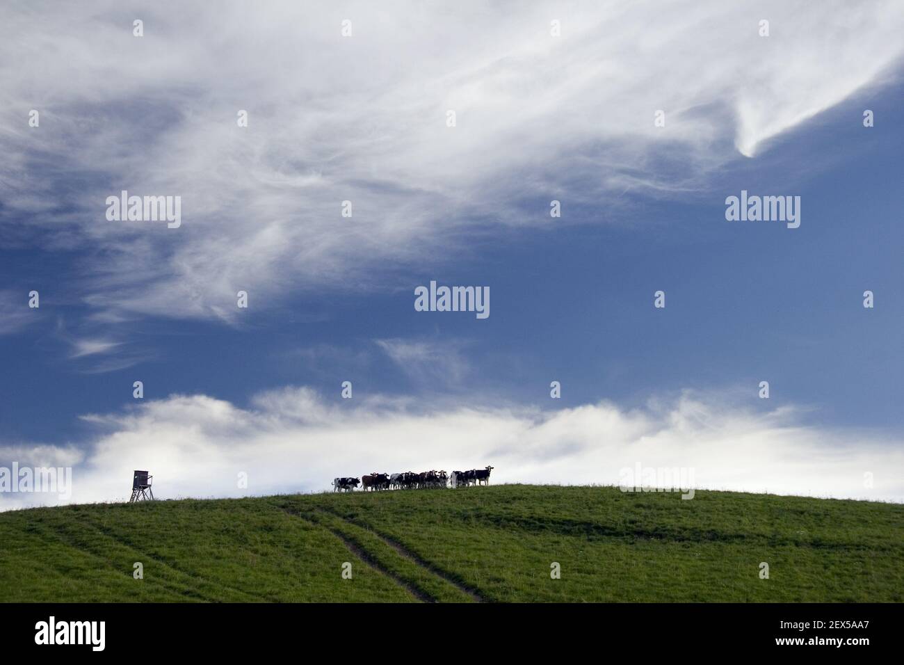 Cows on the horizon Stock Photo - Alamy