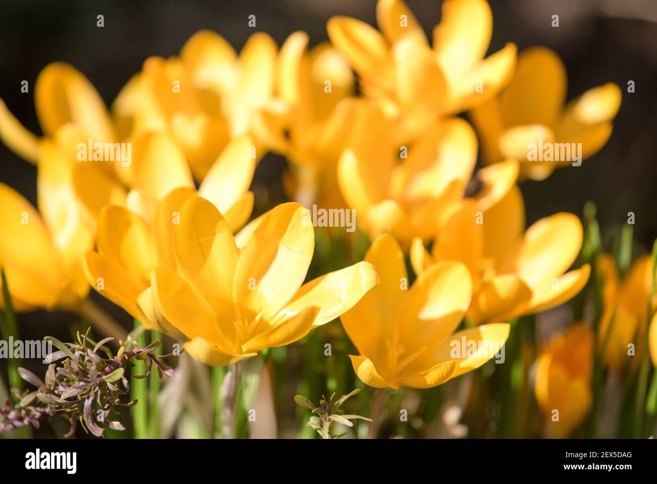 Yellow crocus growing outside. View at magic blooming spring flowers ...