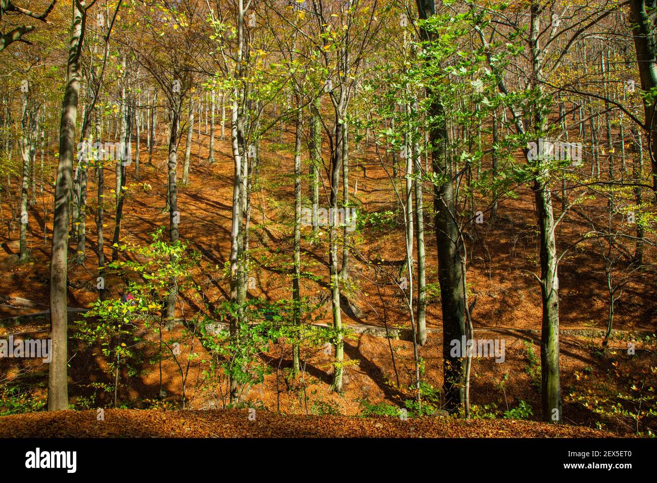 European beech tree woods in autumn Stock Photo - Alamy