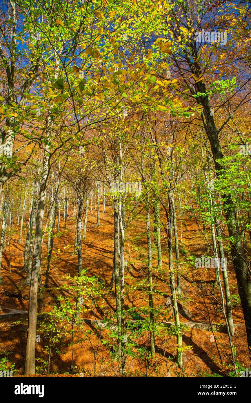 European beech tree woods in autumn Stock Photo - Alamy