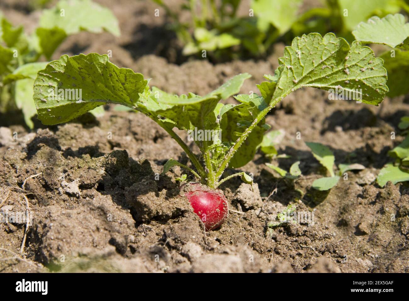 Crop corm hi-res stock photography and images - Alamy