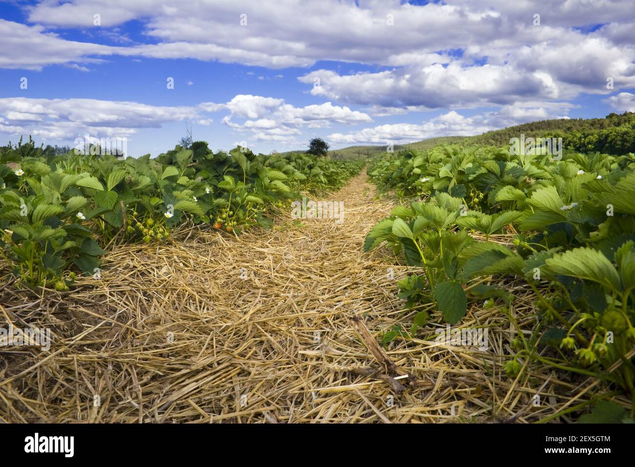 Vegetable growing fields hi-res stock photography and images - Alamy