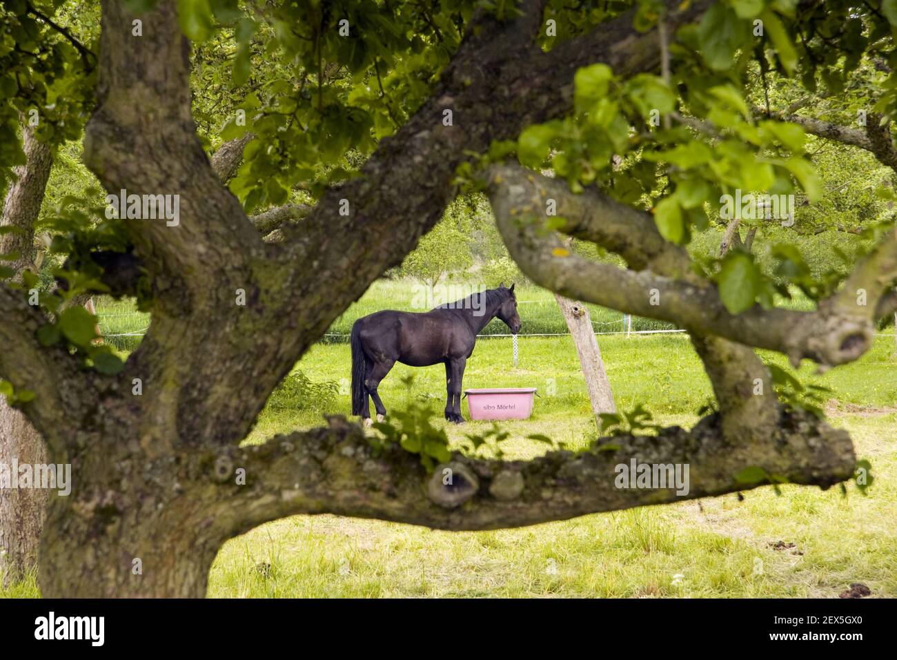 Apple tree and horse Stock Photo - Alamy