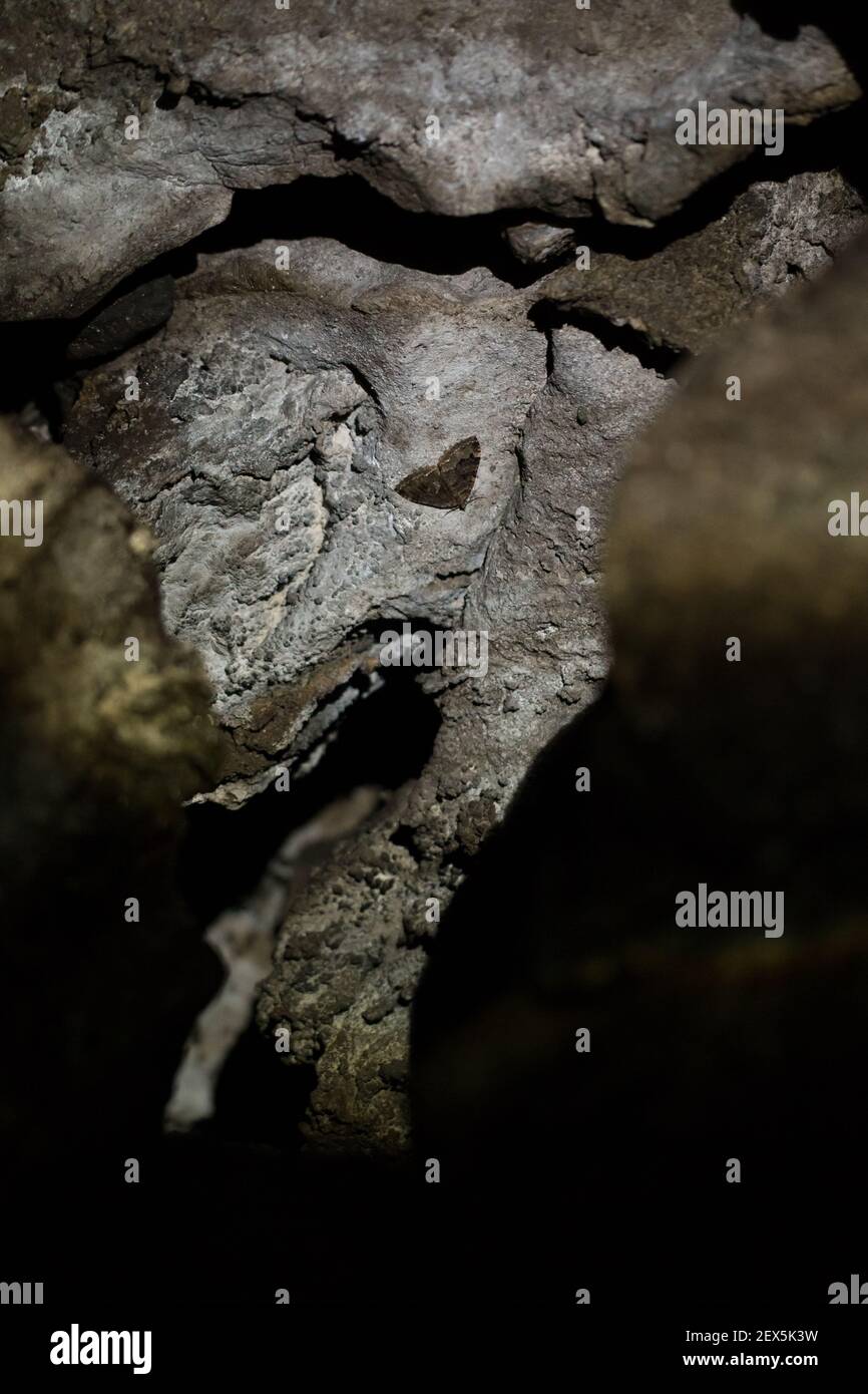 Tissue moth (Triphosa dubitata) hibernating in a natural cave, Finland ...