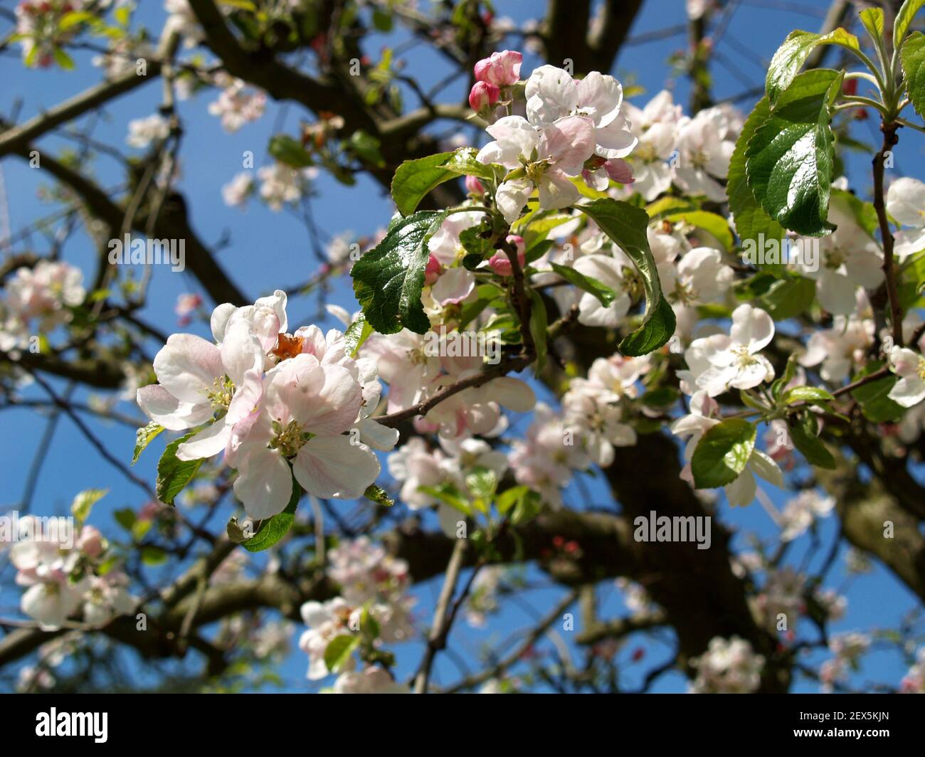 Prince apple hi-res stock photography and images - Alamy
