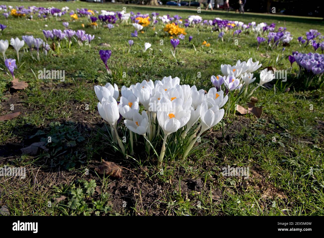 Saffrom crocus hi-res stock photography and images - Alamy