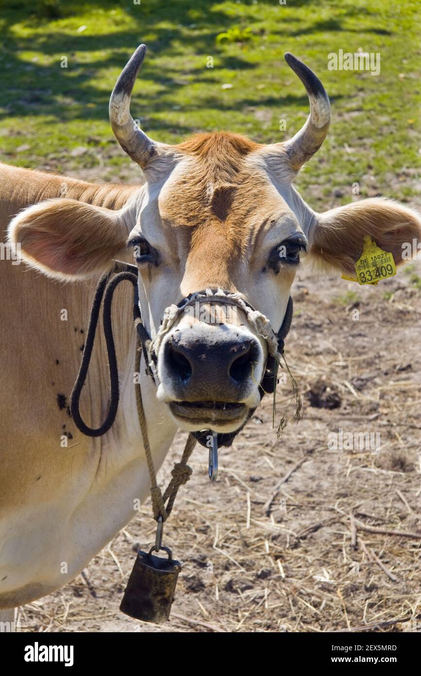 Cow with horns Stock Photo - Alamy