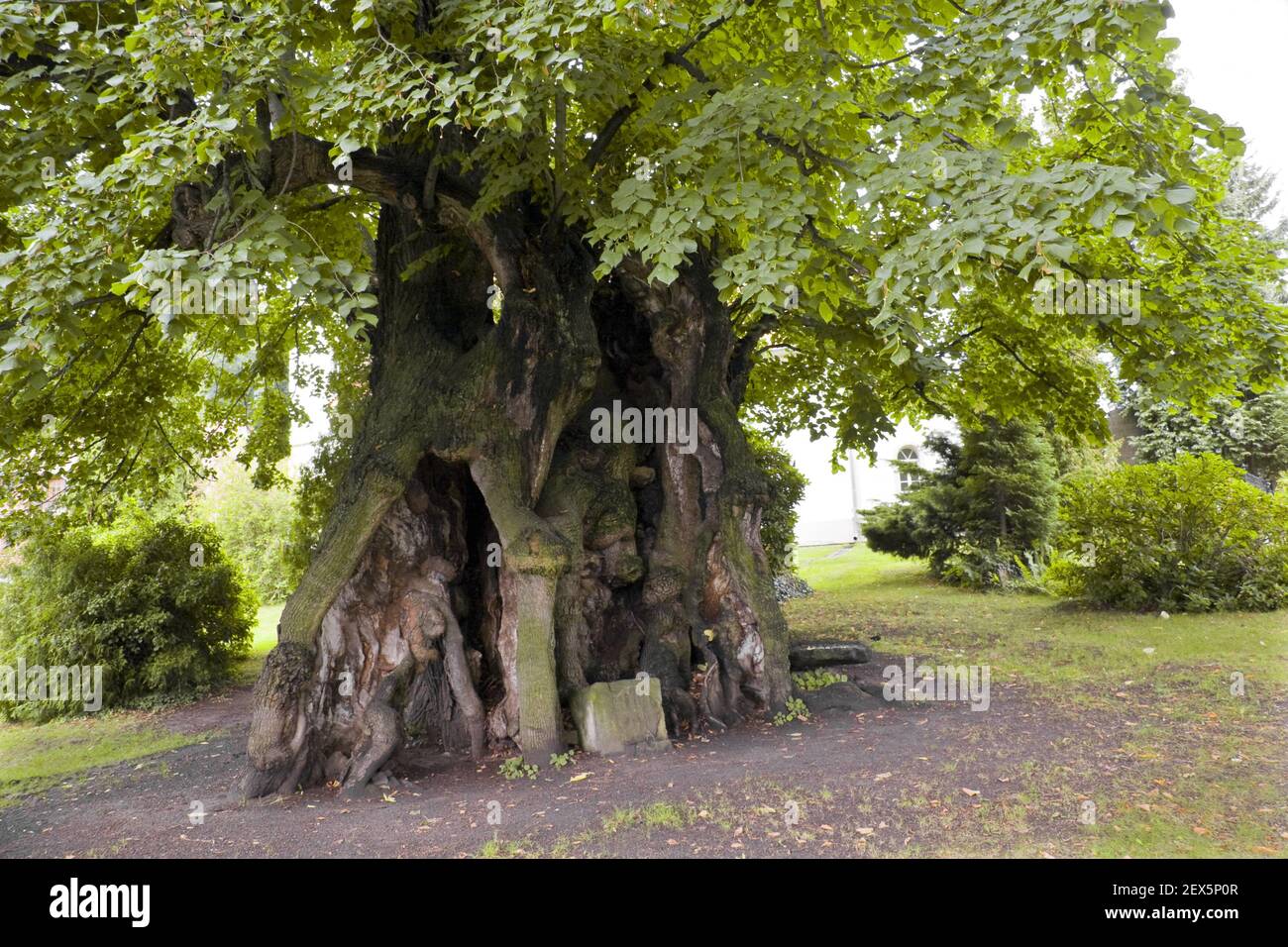 Thousand year old tree hi-res stock photography and images - Alamy