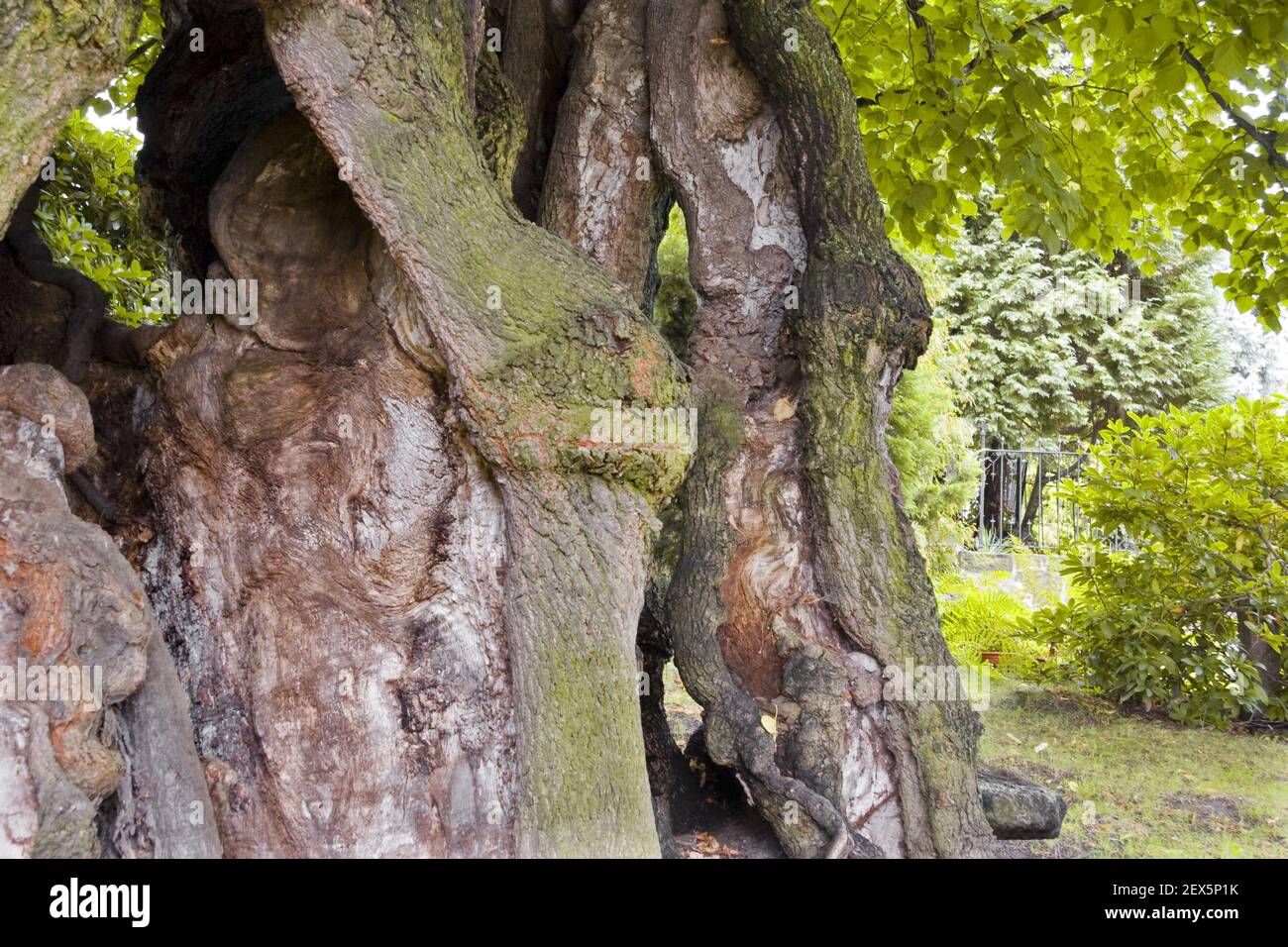 Thousand year old lime tree hi-res stock photography and images - Alamy
