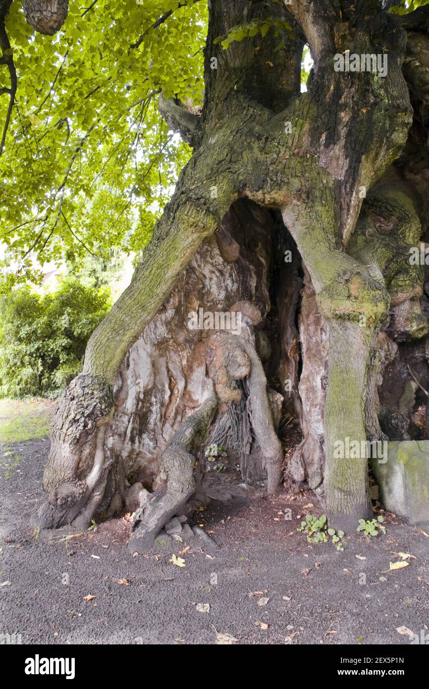 Thousand year old tree hi-res stock photography and images - Alamy