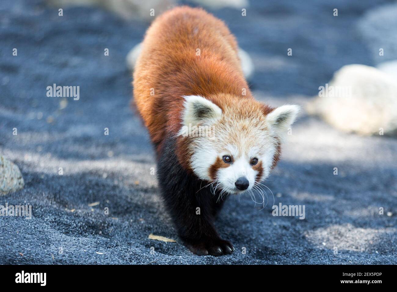 A red panda puppy at Zoom Torino. There are two red panda male puppies ...