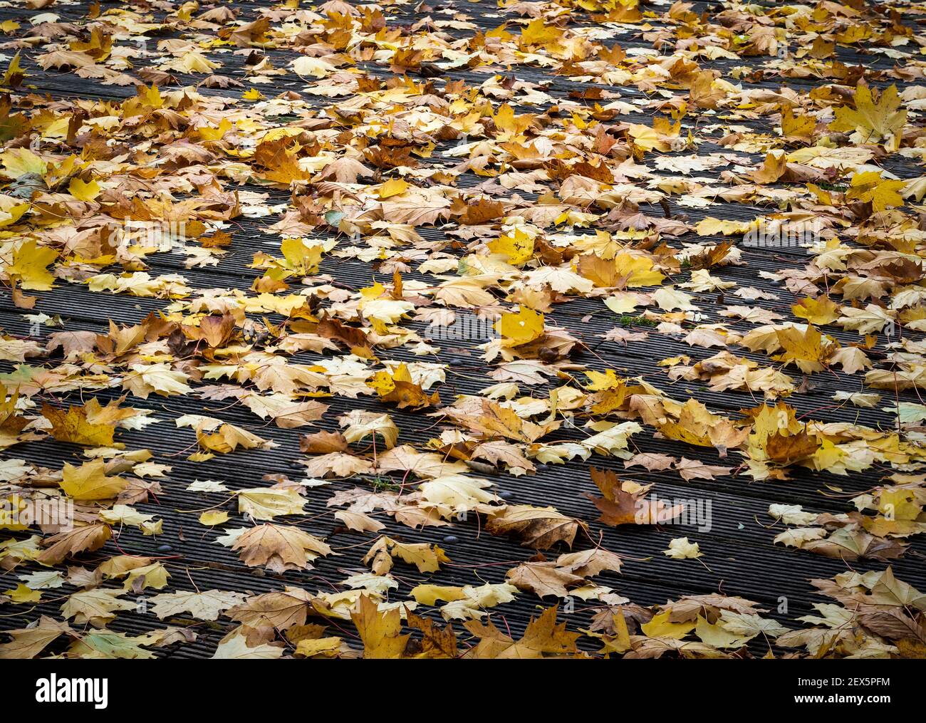 Uruban hi-res stock photography and images - Alamy