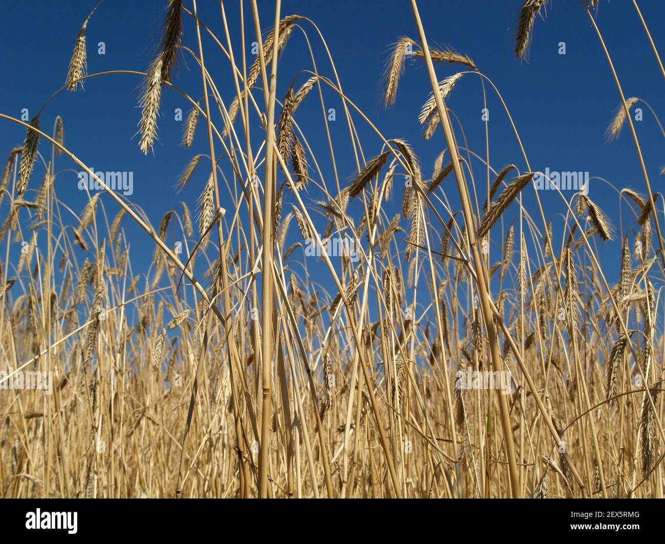 Mature heads of wheat hi-res stock photography and images - Alamy