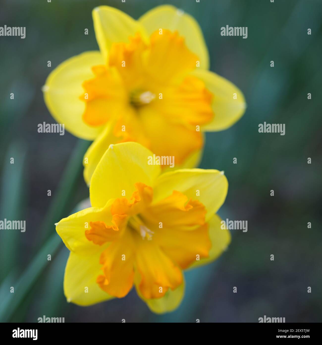 Daffodils flowers blooming in the garden closeup Stock Photo - Alamy