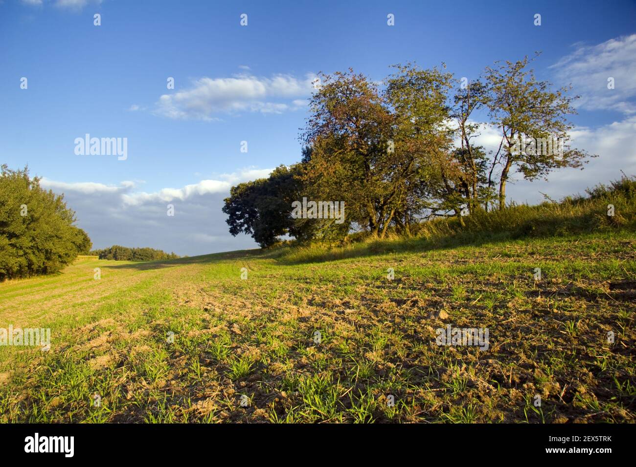 Field landscape with trees hi-res stock photography and images - Alamy