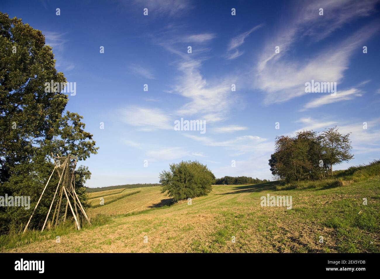 Hunting ground in the woodland Stock Photo - Alamy