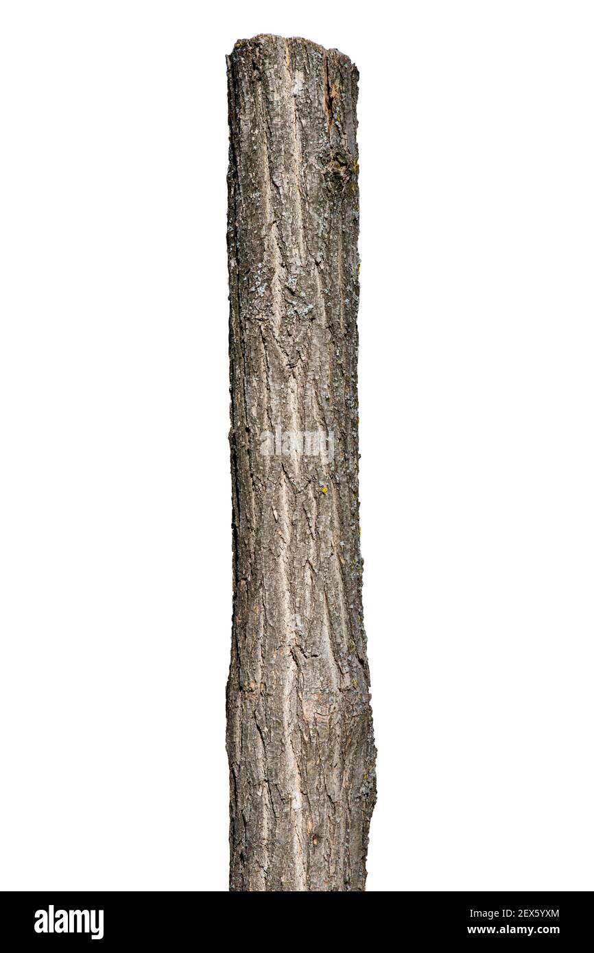Tree Trunk Isolated On White Background Stock Photo - Alamy