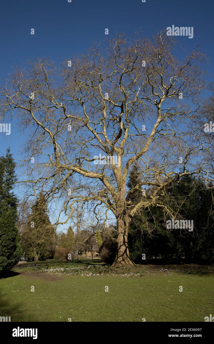 Plane tree Platanus acerifolia in winter Pittville Park Cheltenham ...