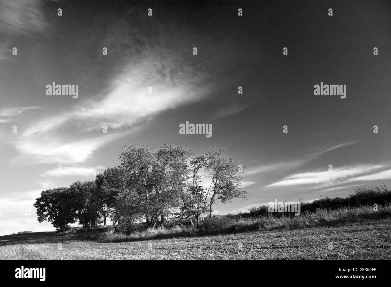 Trees in the evening (bw Stock Photo - Alamy
