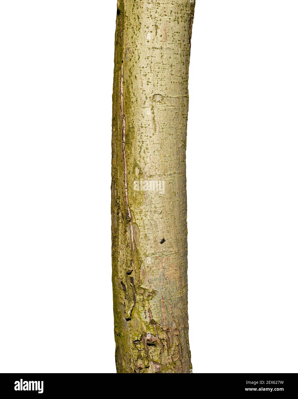Tree Trunk Isolated On White Background Stock Photo - Alamy