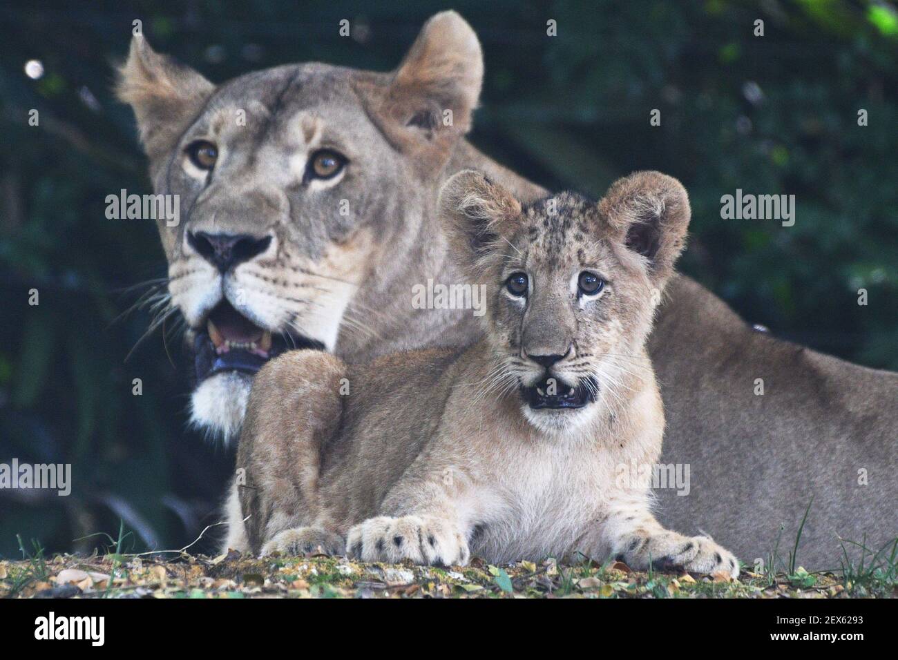 Singapore. 23rd Oct, 2020. Lion cub Simba is seen with his mother at ...