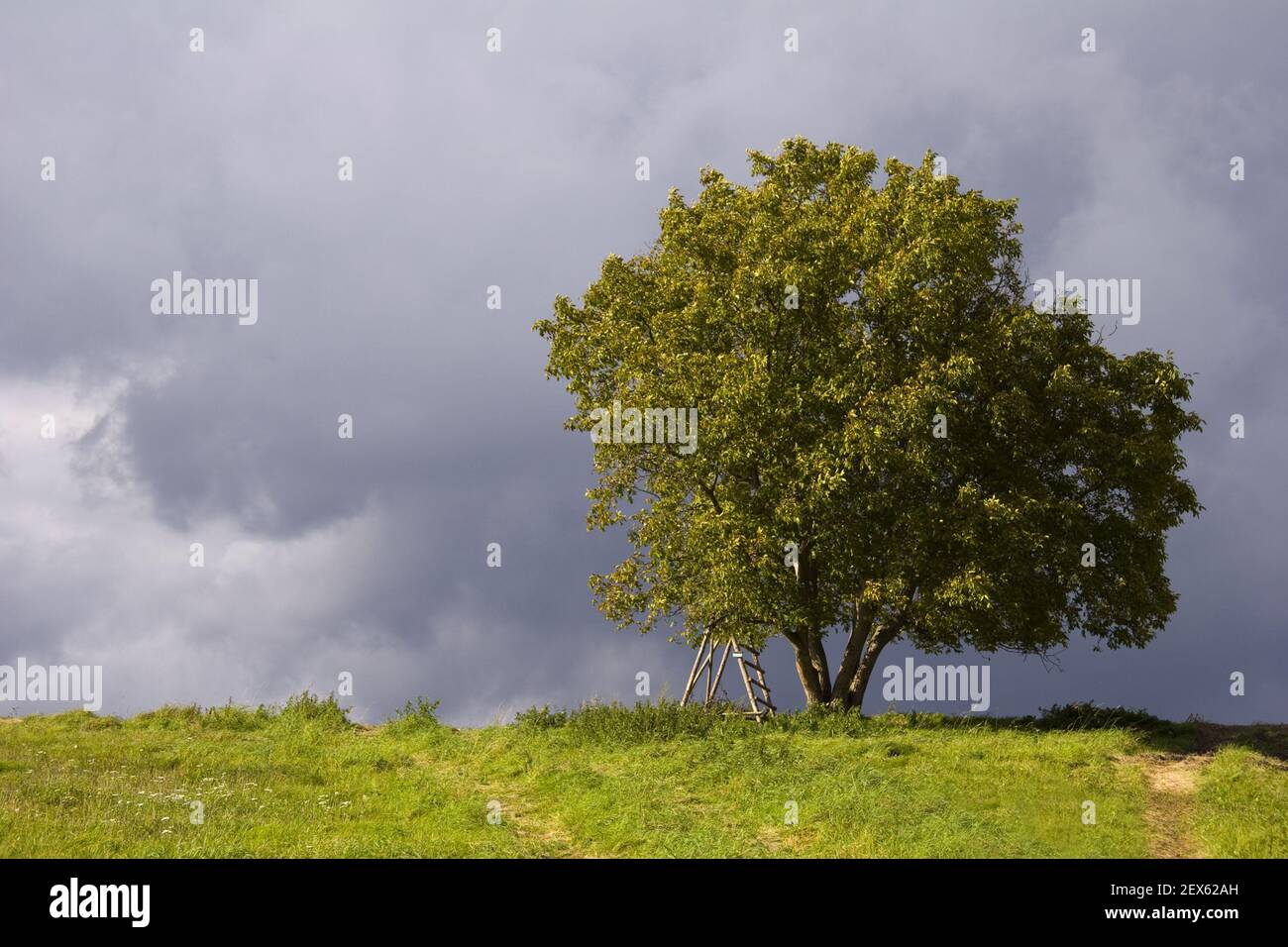 Walnut stand hi-res stock photography and images - Alamy
