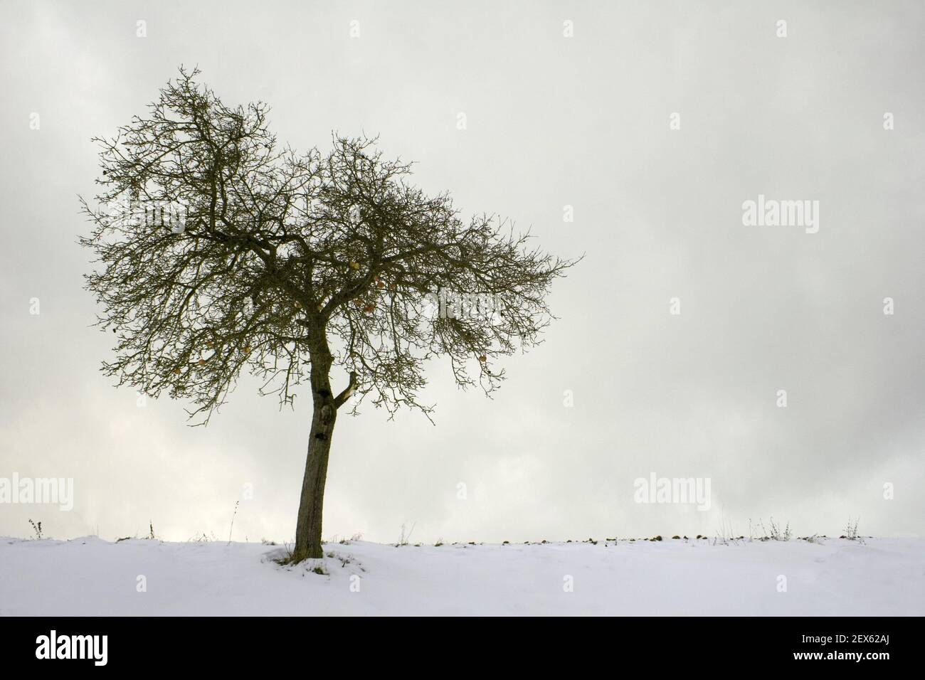 Tree of sadness hi-res stock photography and images - Alamy