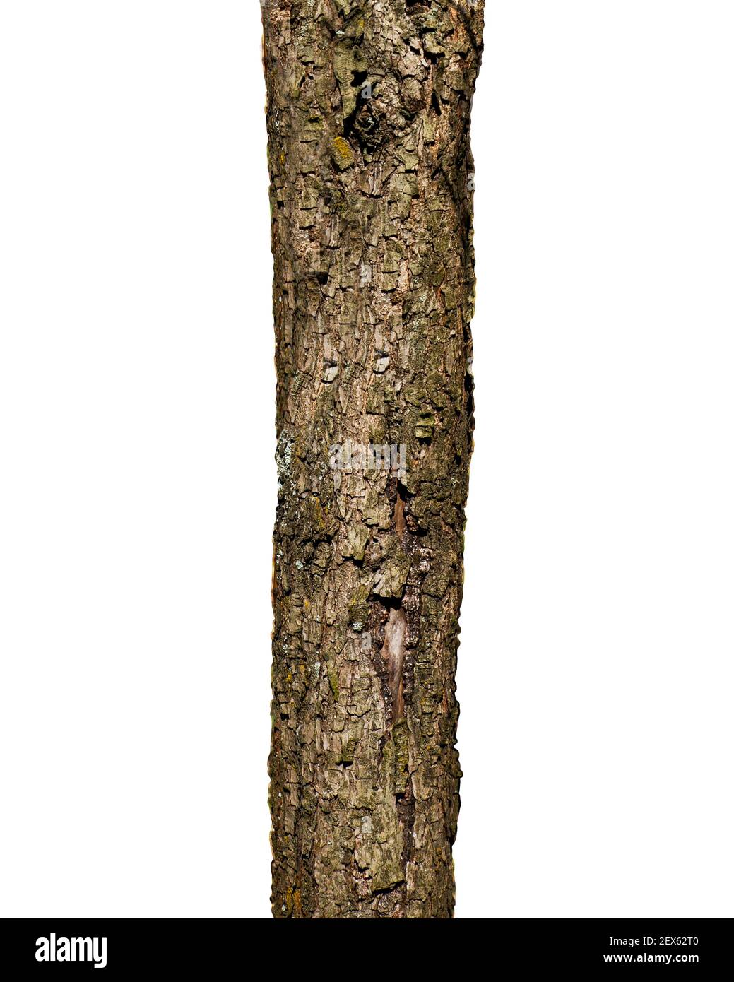 Tree Trunk Isolated On White Background Stock Photo - Alamy