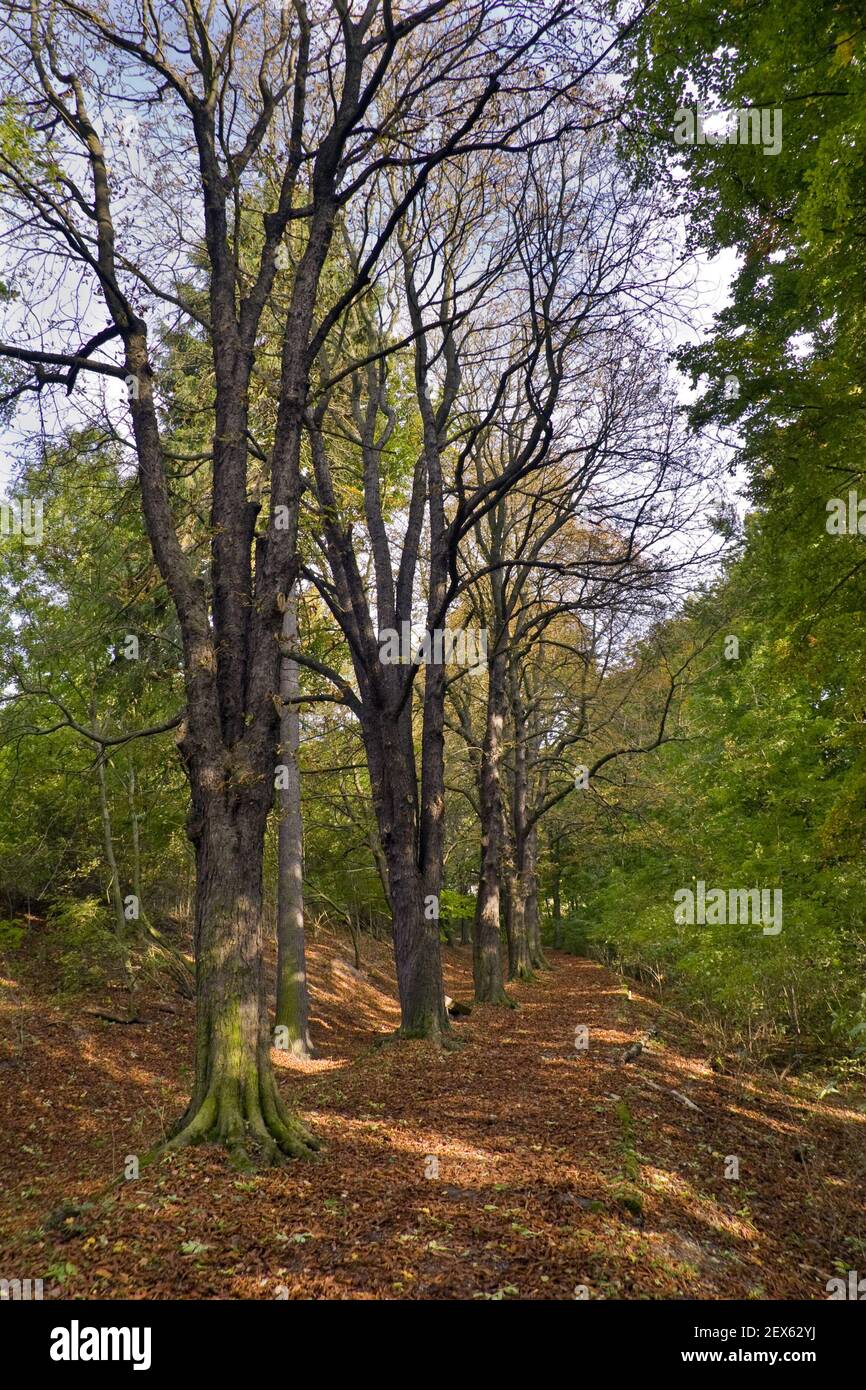 Chestnut path in the forest Stock Photo - Alamy
