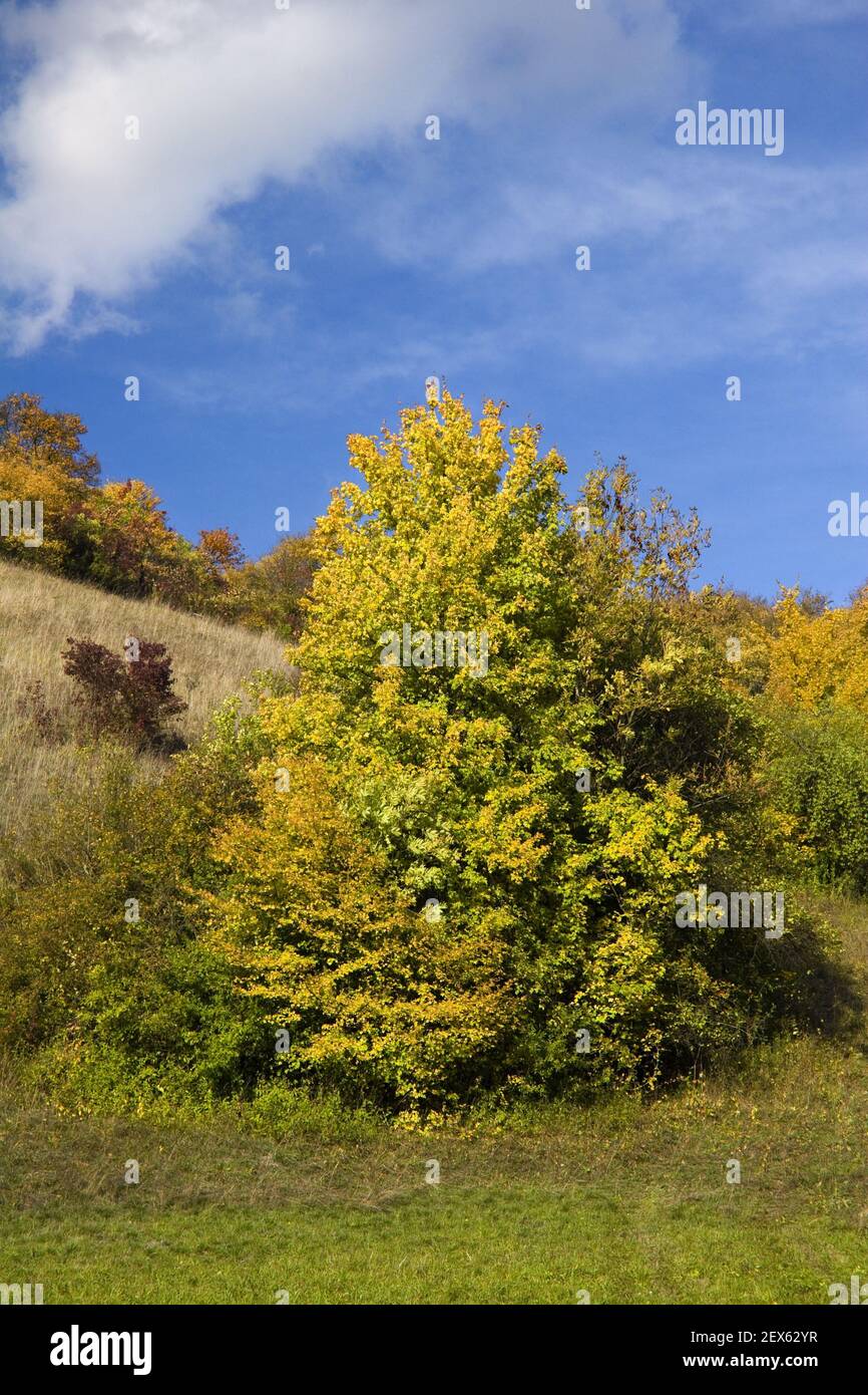 Young sycamore tree hi-res stock photography and images - Alamy