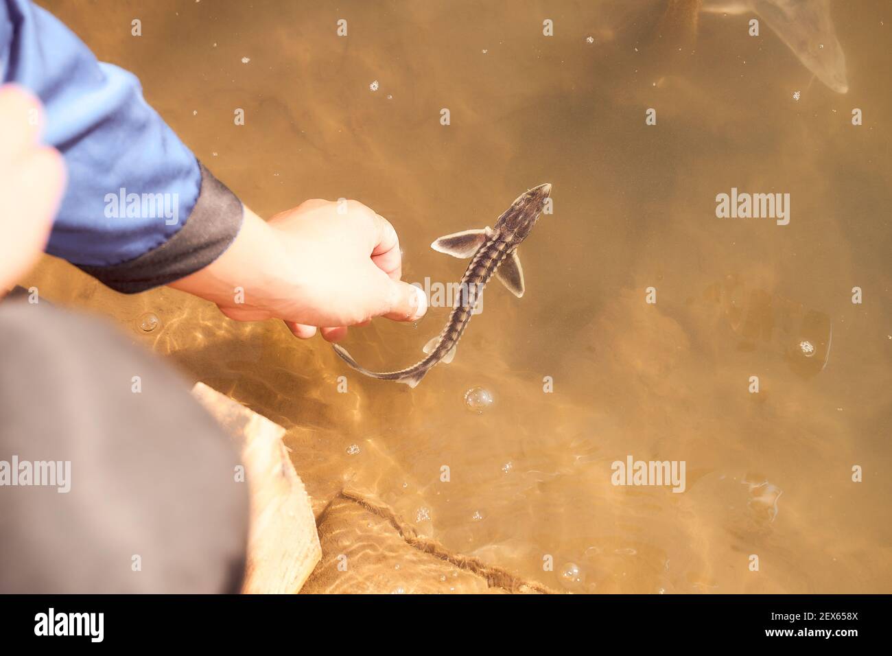 Baikal sturgeon hi-res stock photography and images - Alamy