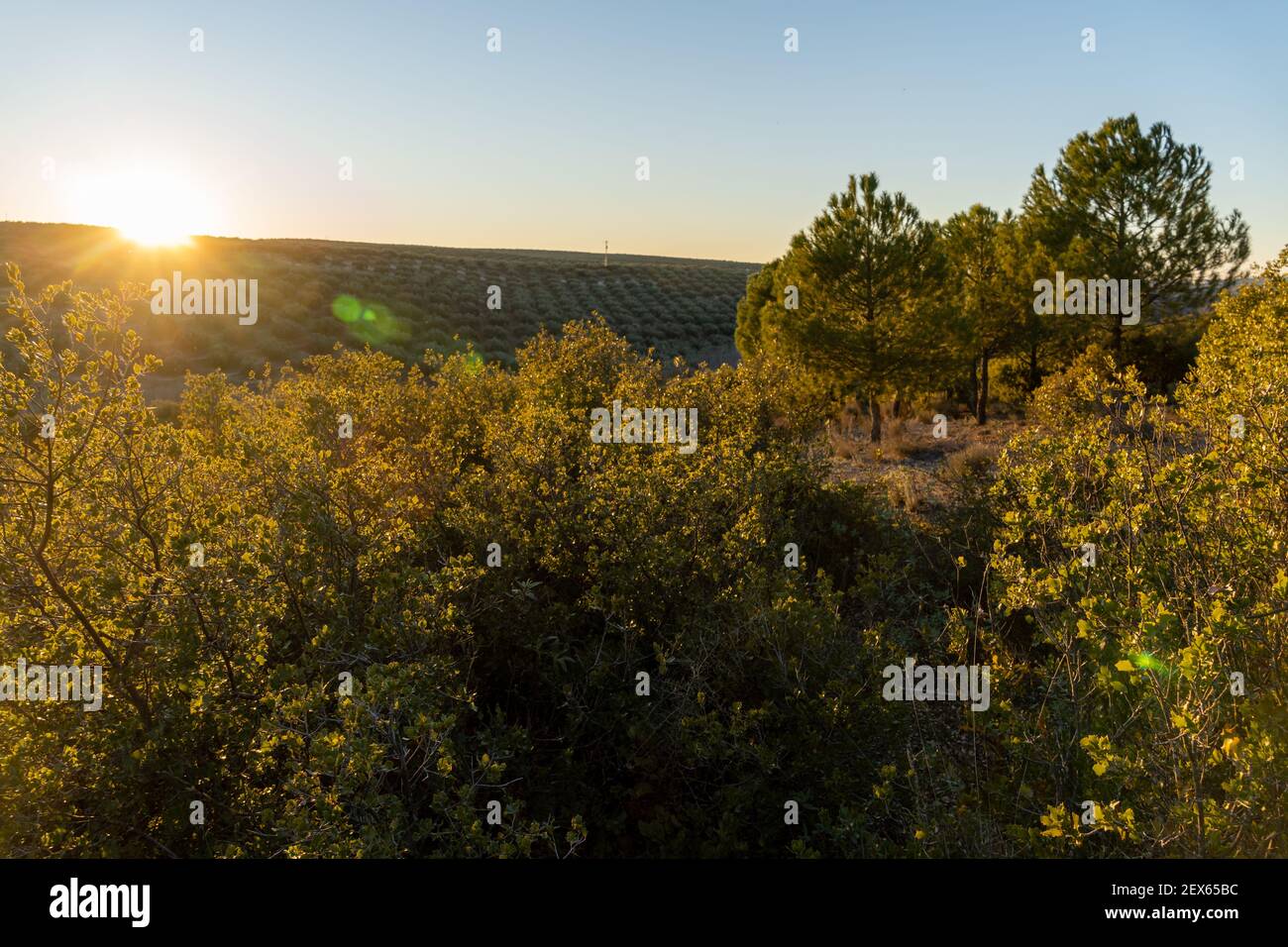 Stock photo of beautiful evening in olive trees cultivation in the ...