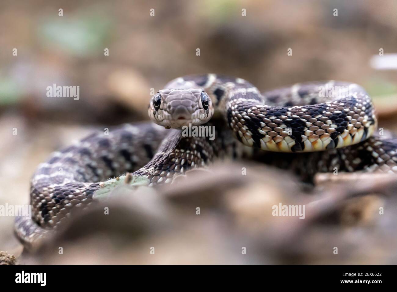 Small snake hi-res stock photography and images - Alamy