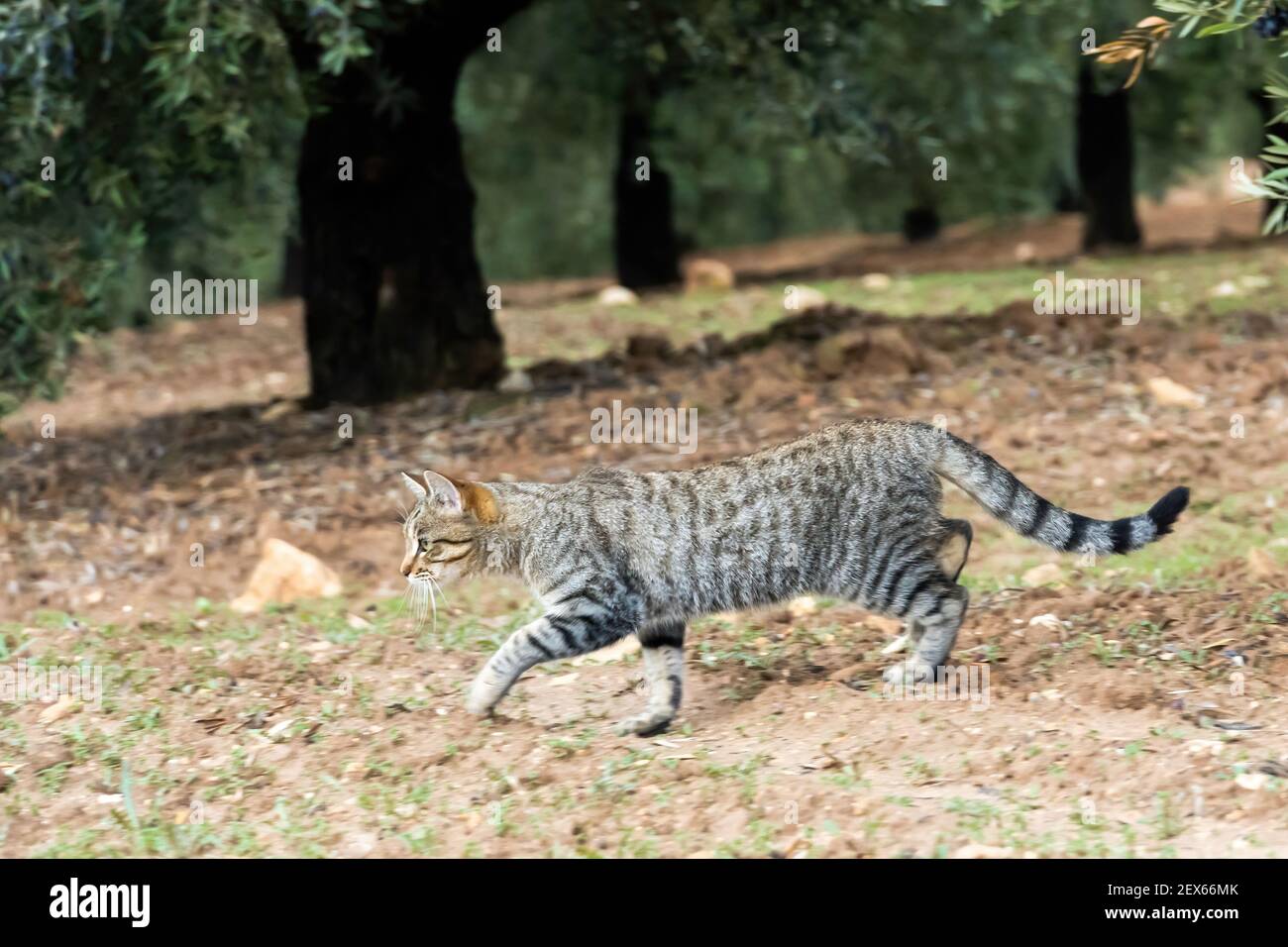 Stock photo of curious cat walking in the forest during sunny day Stock ...