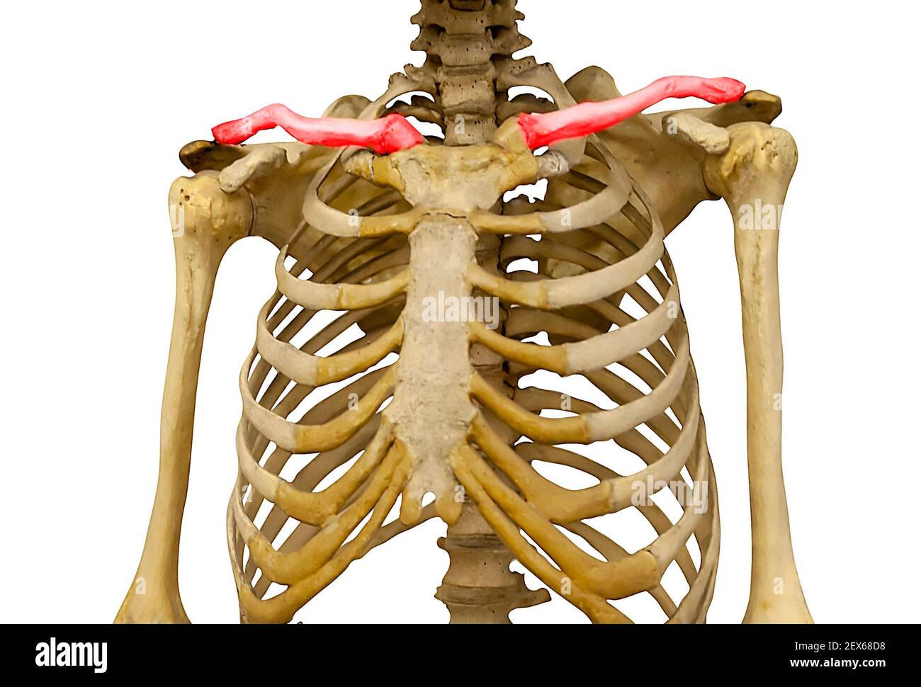 Skeleton of a man with illuminated red collarbone isolated on a white ...