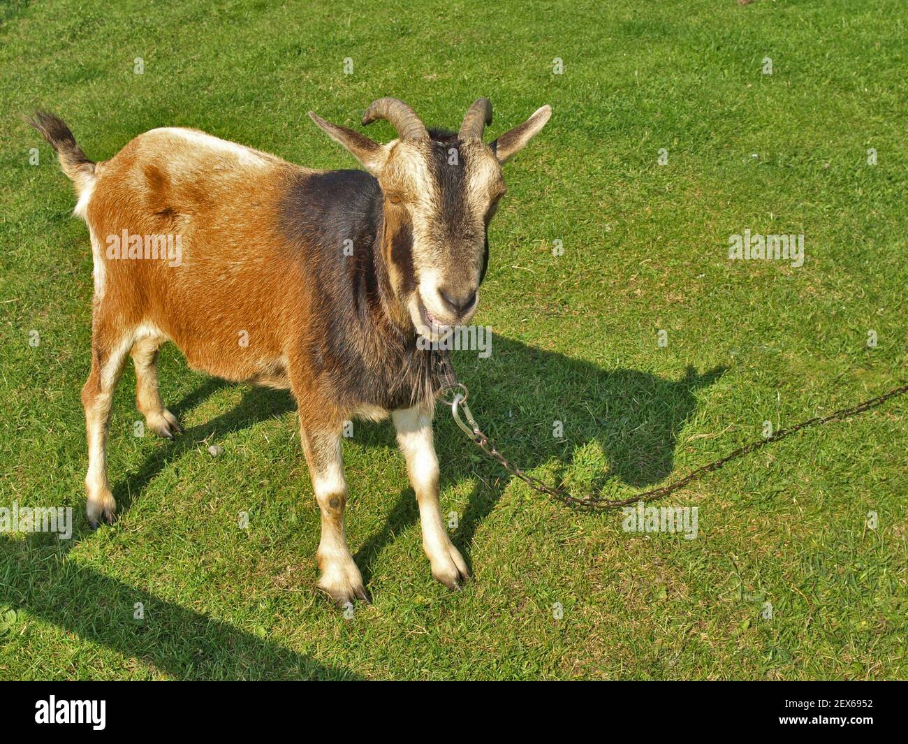 Chained goat hi-res stock photography and images - Alamy