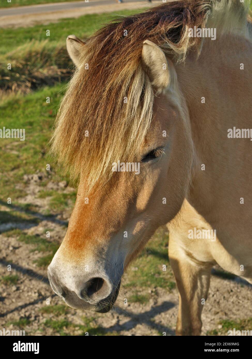 Gentle pony hi-res stock photography and images - Alamy