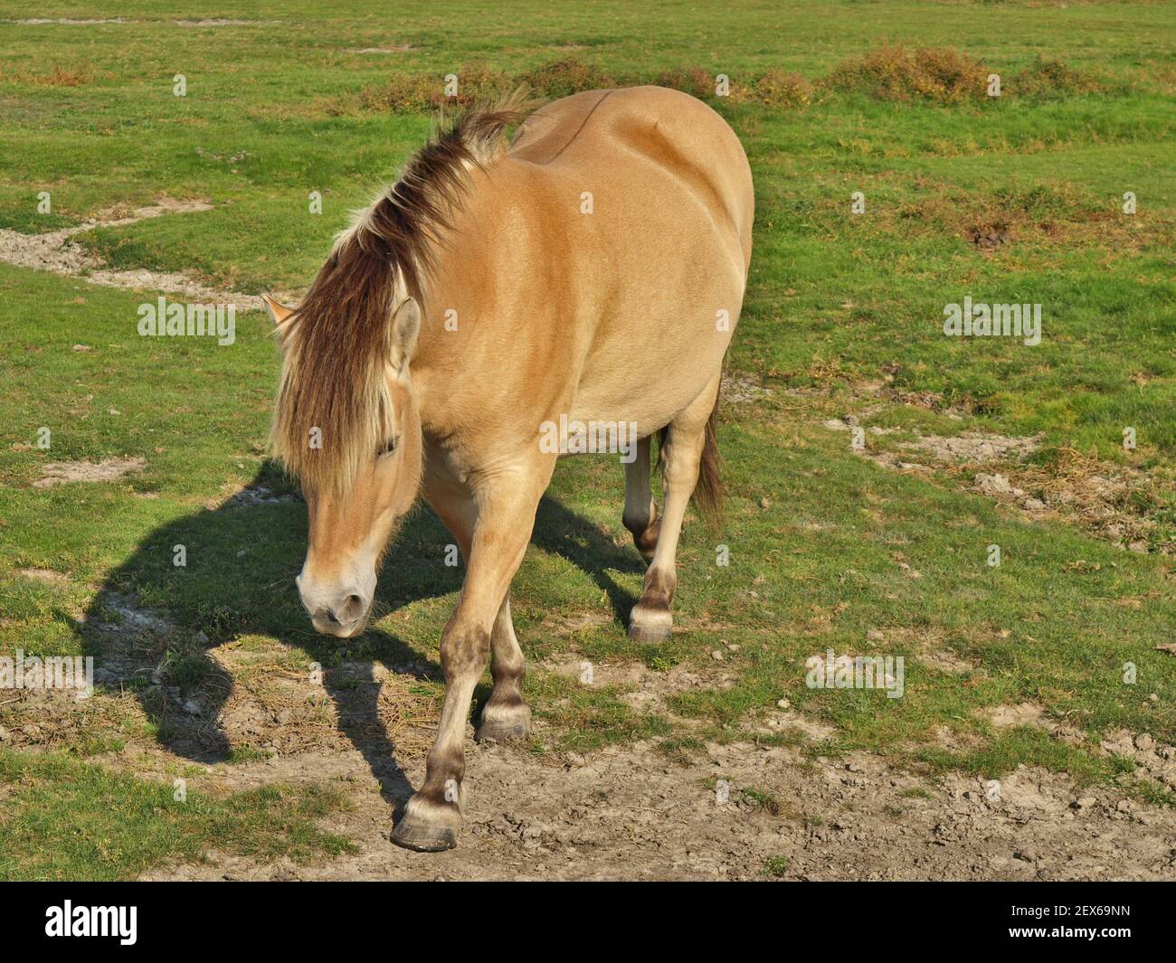 Pony and cattle hi-res stock photography and images - Alamy