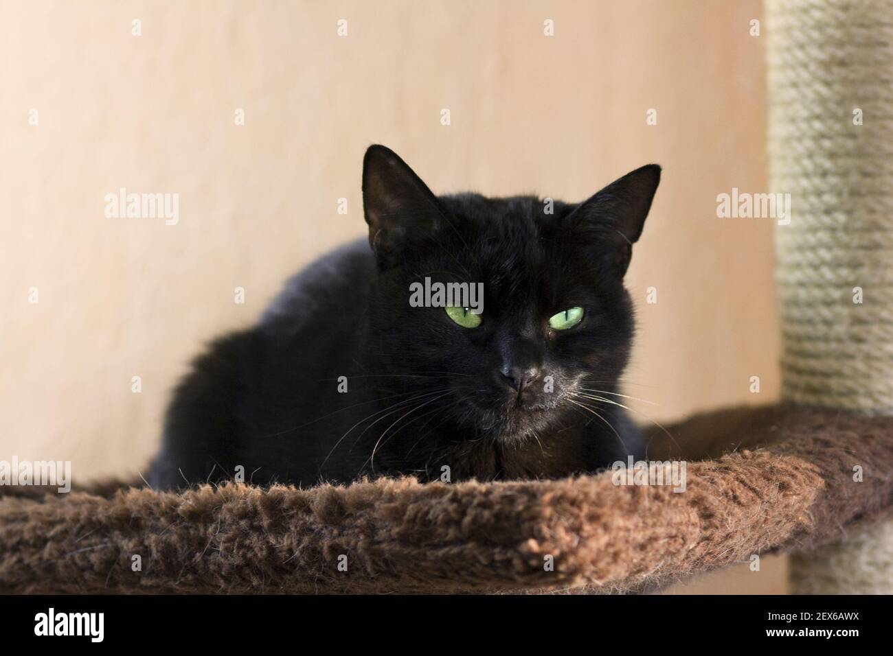 Black cat on the cat tree Stock Photo - Alamy