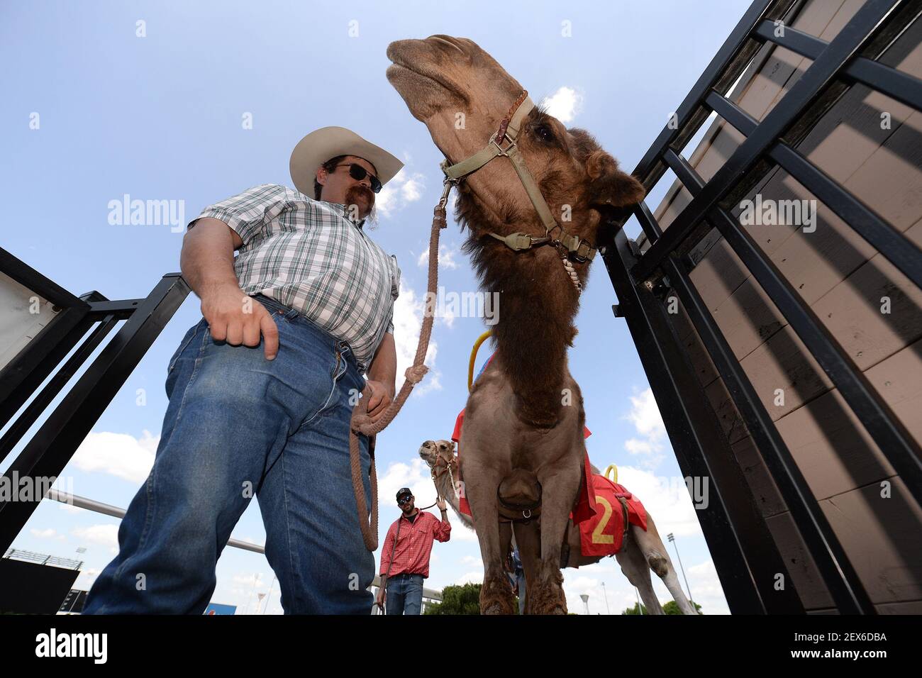 Nine-year old camel named "Snickers" scratches his head on a fence next ...
