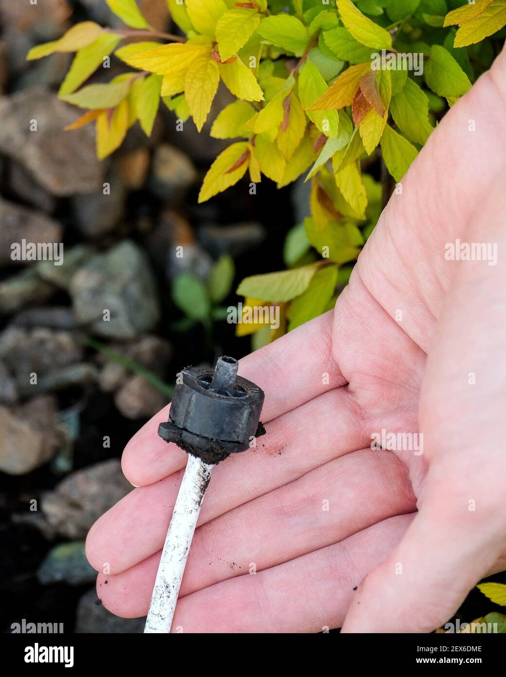 Shows a thin pipe for underground bush irrigation. Hand in the ground ...