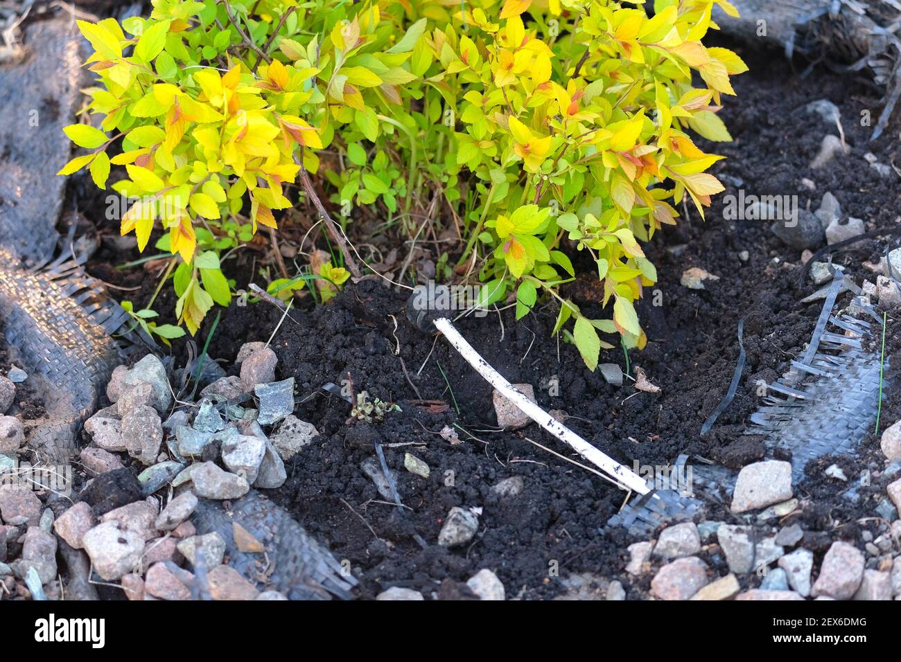 Planting a bush, a tube for underground watering of plants is visible ...