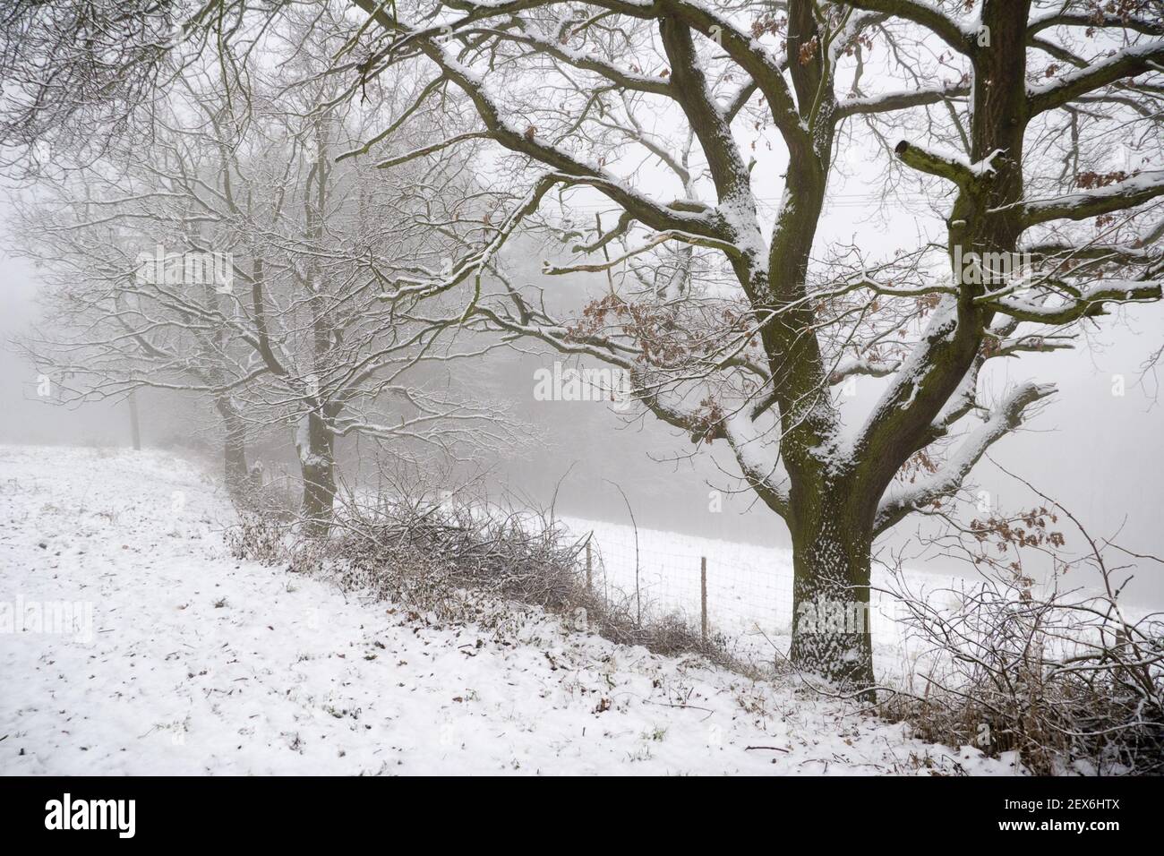 Winter with snowfall and fog Stock Photo - Alamy