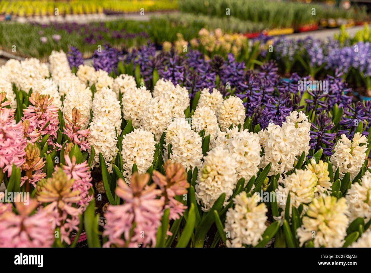 Large flower bed with multi-colored hyacinths in greenhouse Stock Photo ...