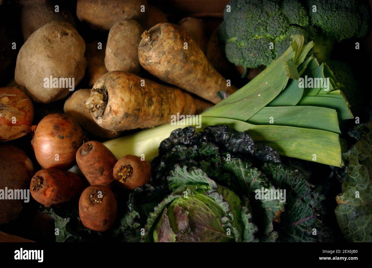 ORGANIC FARM VEG BOX AT GERRY MINISTER ON HIS FARM IN KENT. 24/1/02 ...