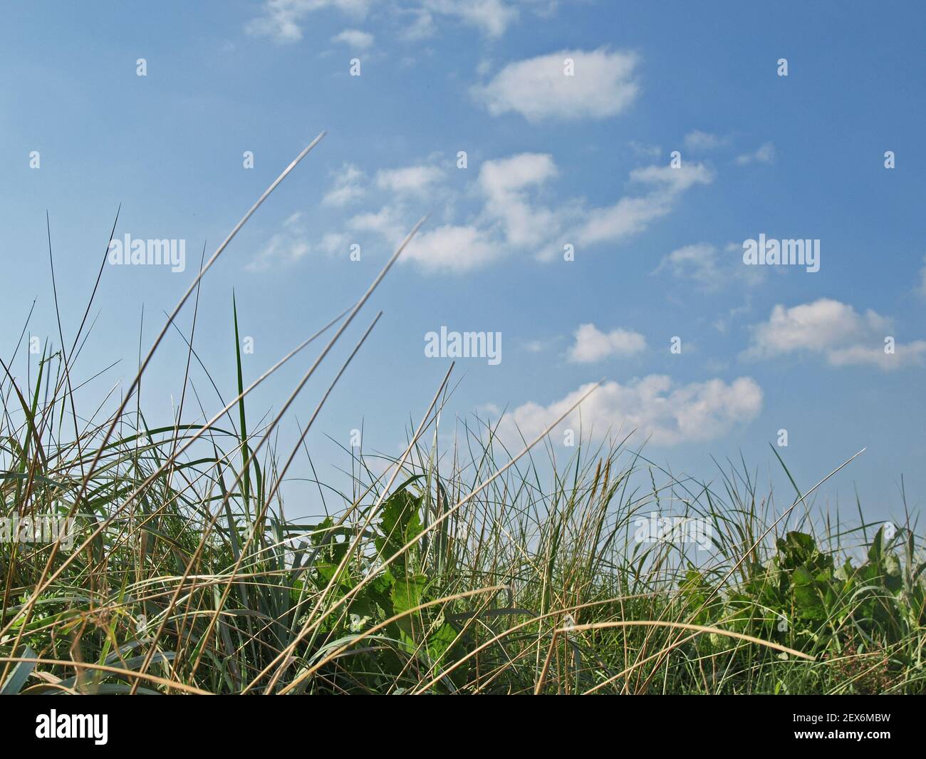 Ammophila poaceae hi-res stock photography and images - Alamy
