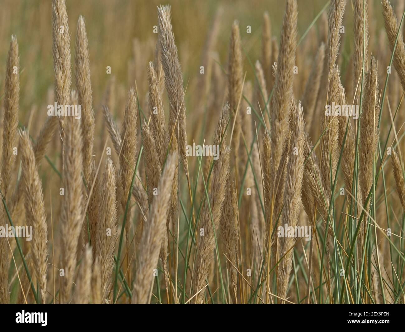 Marram Grass, Ammophila arenaria Stock Photo - Alamy