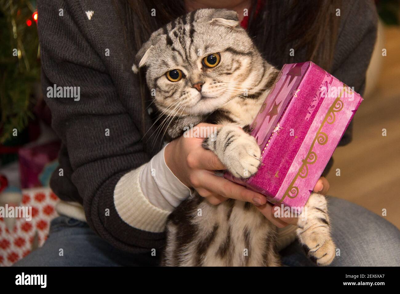 No animal as a present hi-res stock photography and images - Alamy